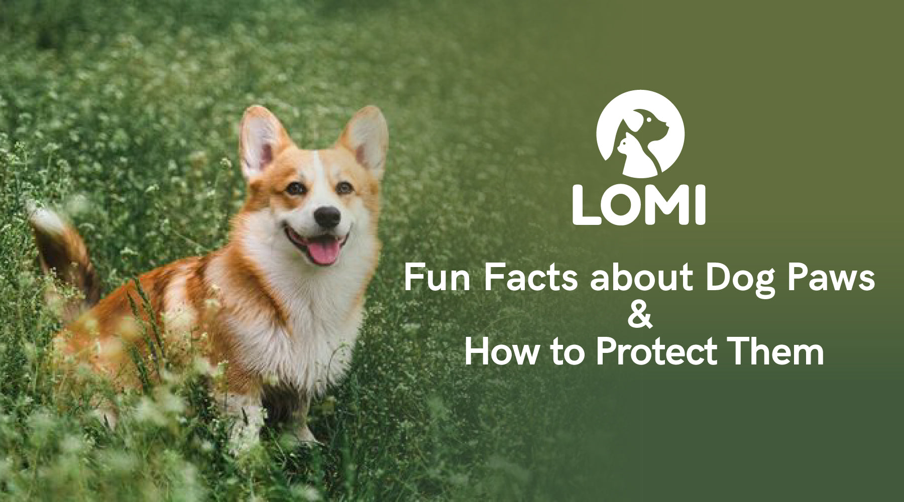 Fun Facts about Dog Paws and How to Protect Them! – LOMI Petcare
